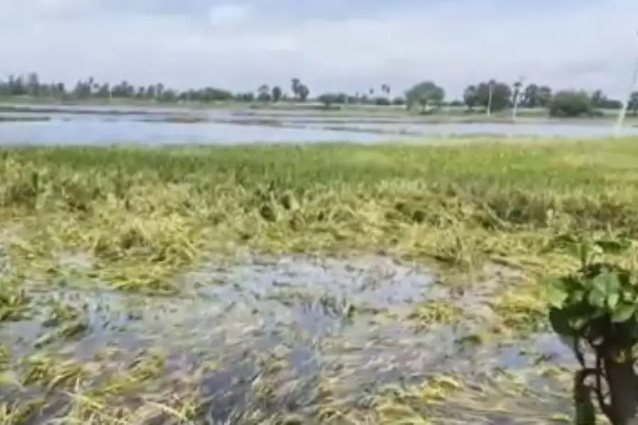 Harvest in peril: How rainfall and slow Procurement imperil Tamil Nadu ...