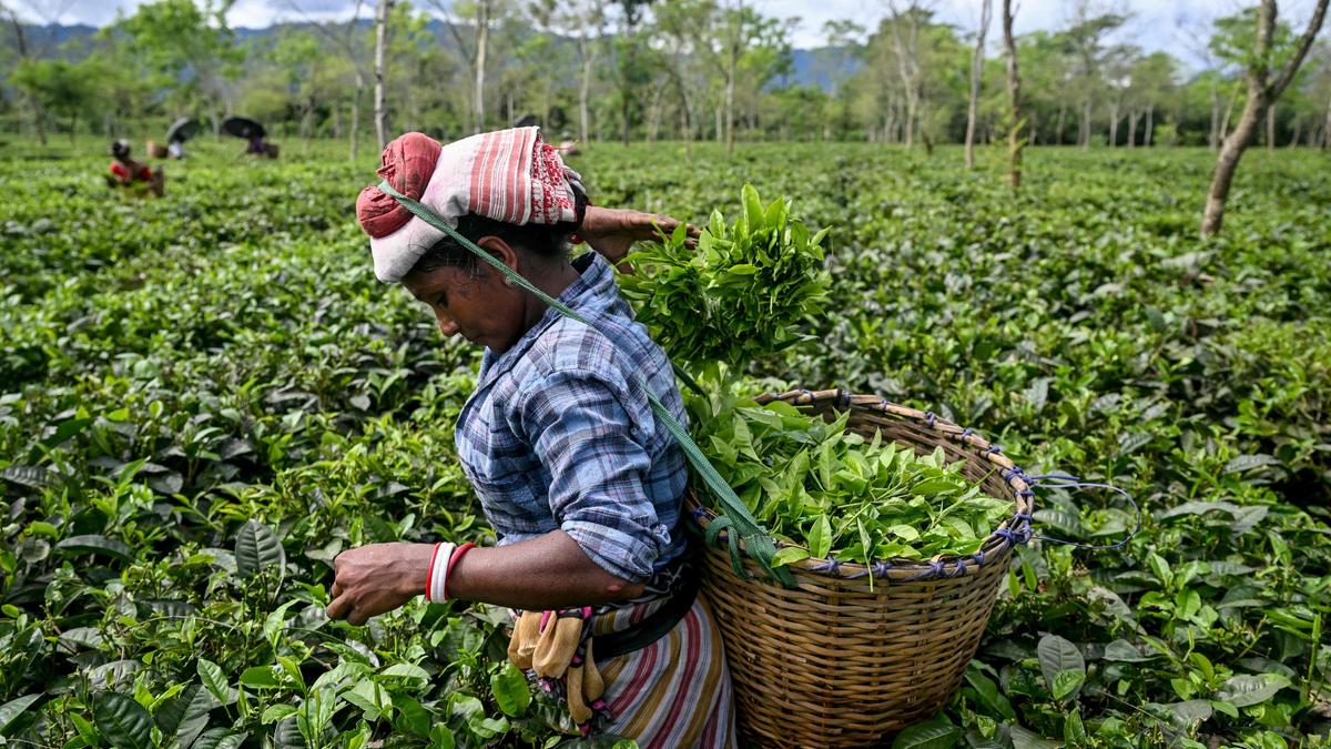 Govt launches ‘Made in Kerala’ label for tea, coffee, and other ...