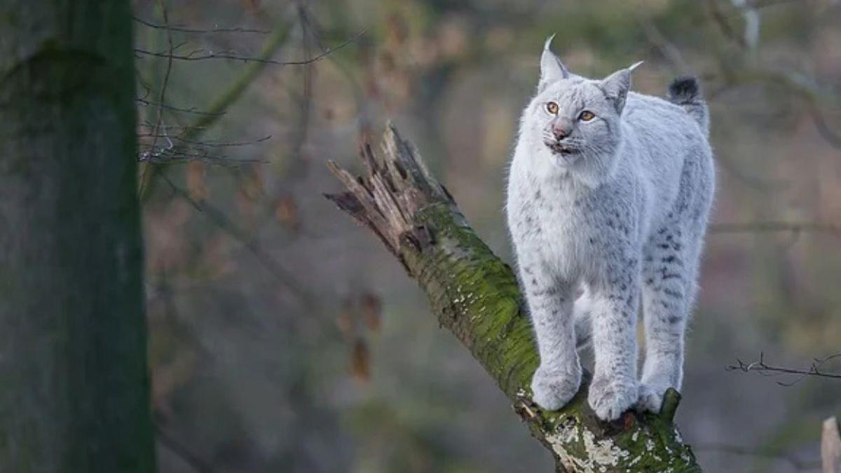 Ghost of the hills: World’s 1st white Iberian Lynx caught on camera | WATCH