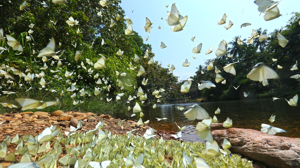 Aralam all set to be Kerala’s first butterfly village; Government ...