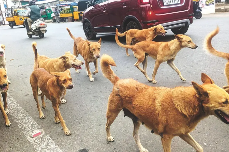 SC orders stray dogs be kept out of schools, hospitals, bus stands ...