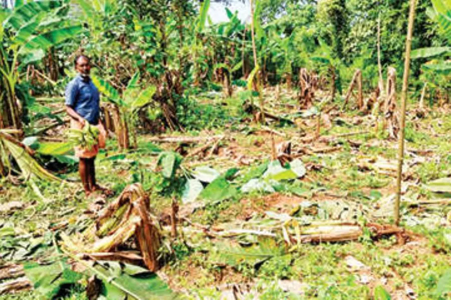 In Iritty, herd of wild elephants destroys 600 plantain trees in a ...