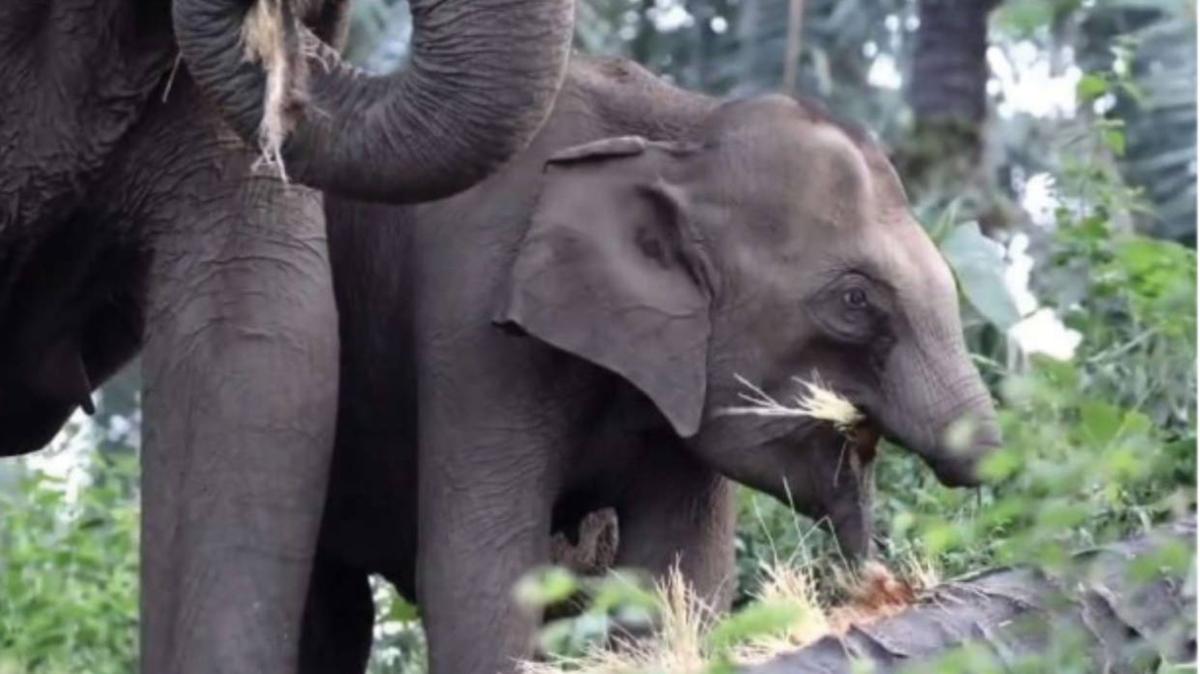 ‘തുമ്പിക്കൈയില്ലാ ജീവിത’ത്തിലും അവൾ അതിജീവിക്കുന്നു; അമ്മയുടെ കരുതലി ...