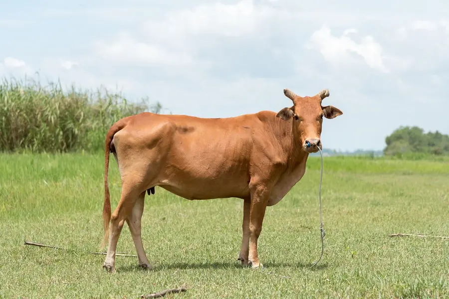 Infected cow's milk 'prasad' sparks rabies scare in Uttar Pradesh village