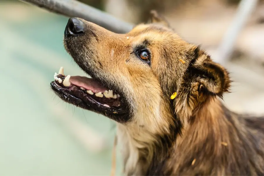 Karnataka announces Rs 5 lakh compensation for fatal dog-bite victims ...