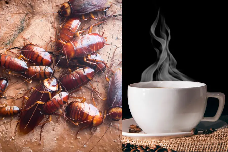 6 ഡോളര്‍ നല്‍കിയാല്‍ പാറ്റയെയിട്ട ഒരു കപ്പ് കാപ്പി; വിചിത്ര പാനീയം ...