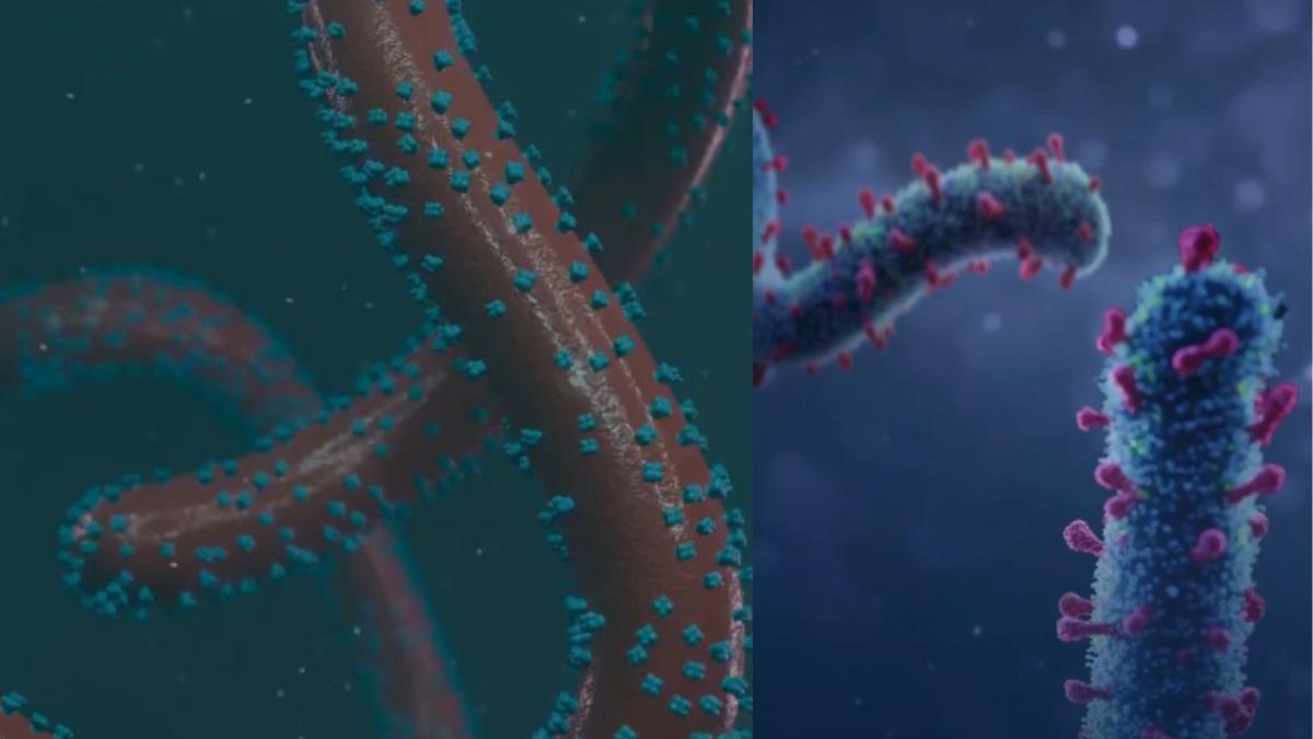 Five dead in Ethiopia’s Marburg outbreak as total cases increase to 10