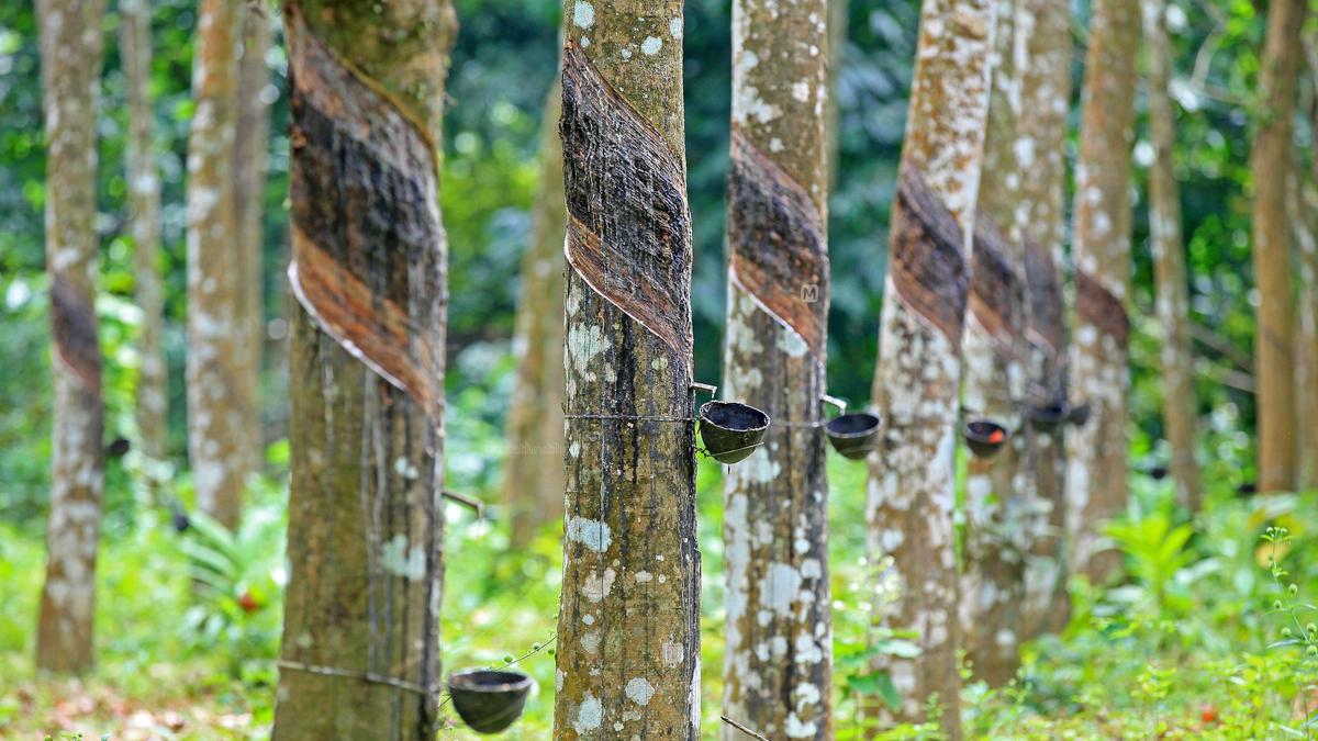 അന്താരാഷ്ട്രവിപണിയിൽ കുതിക്കുമ്പോഴും നാട്ടിൽ കിതപ്പ്: റബ്ബർ വിലയിൽ 11 ...
