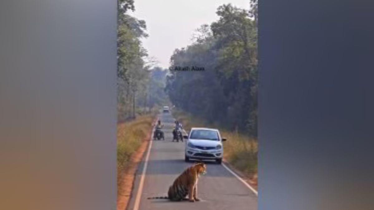 Watch: Tiger blocks traffic for hours, refuses to move: Internet howling