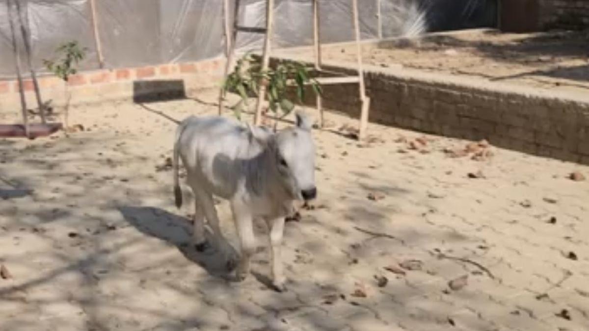 Pint-sized Punganur cows gain popularity as unusual urban pets ...