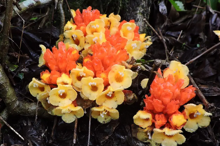 Plant species thought extinct rediscovered in Kerala after 175 years ...