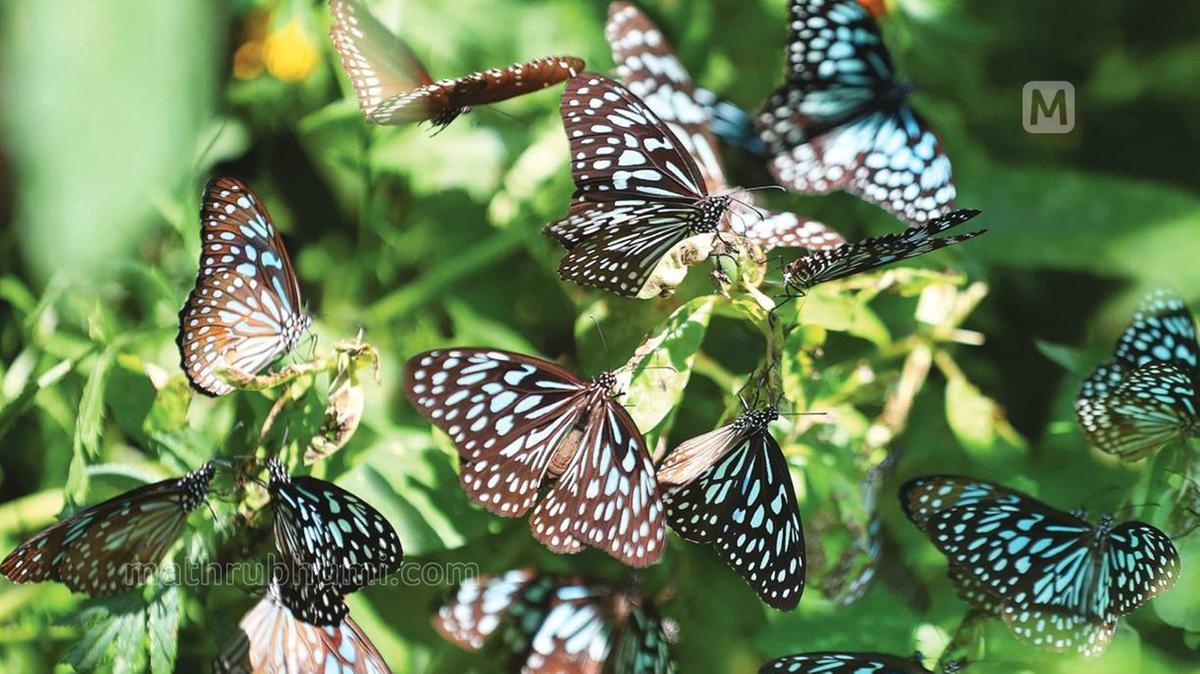ചിത്രശലഭങ്ങൾക്ക് പ്രിയപ്പെട്ട കേരളം; പശ്ചിമഘട്ട സംസ്ഥാനങ്ങളി ...