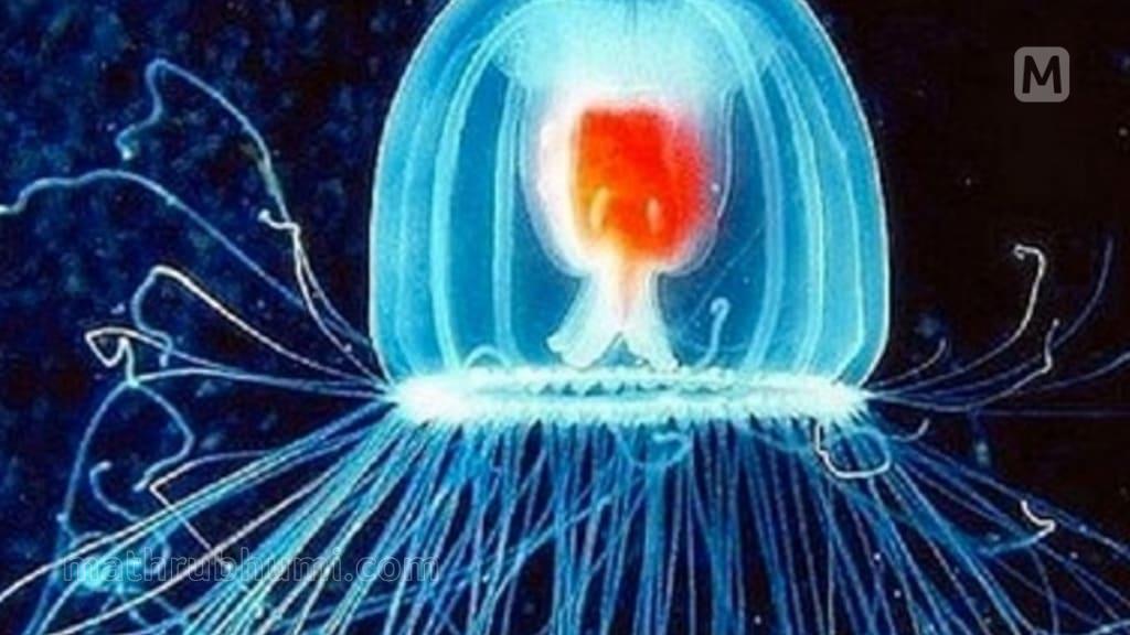 അപ്പൂപ്പനാവാനും കുട്ടിയാവാനും ഒരുപോലെ കഴിയുന്ന വിരുതന്മാരെക്കുറിച്ച് ...