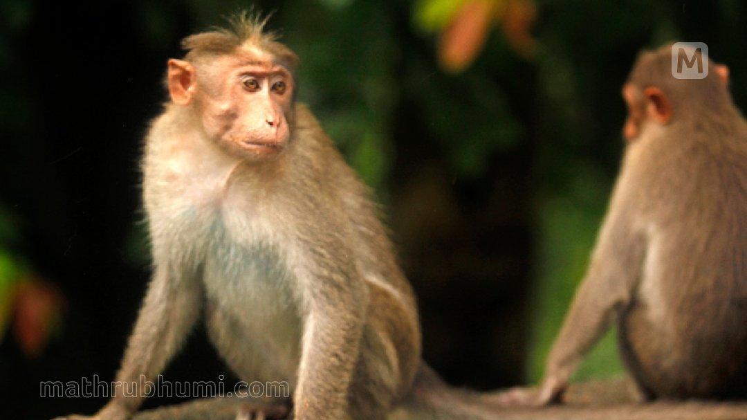 Mimicry to scare monkeys? Delhi Assembly’s plan sparks sarcasm and ...
