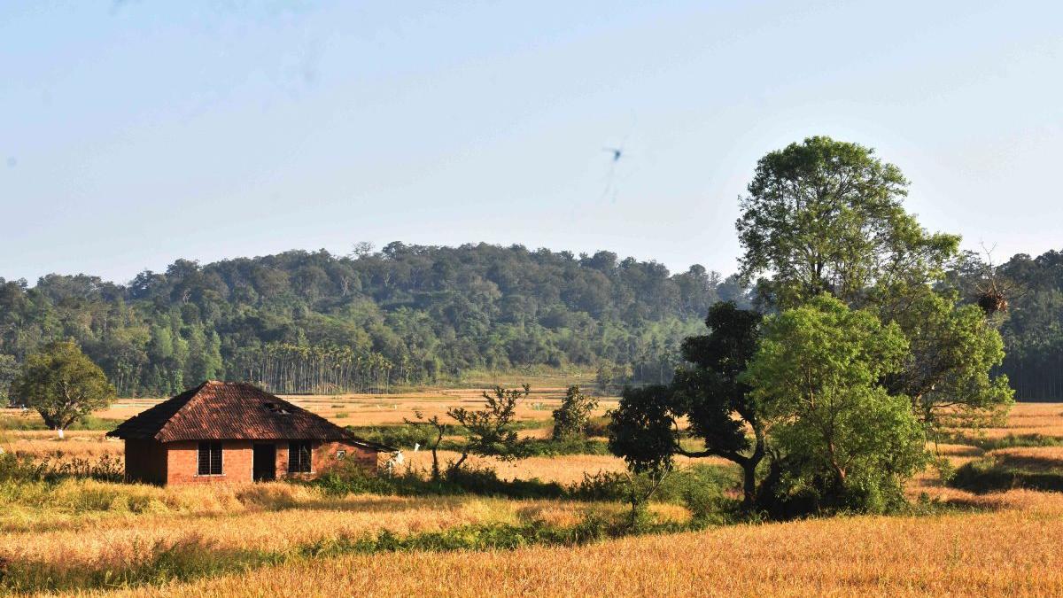 കാലത്തിന്റെ കയ്യൊപ്പായി സഖാവ് വർഗീസും കൂട്ടരും ഇവിടെയുണ്ട്; നെല്ലും ...