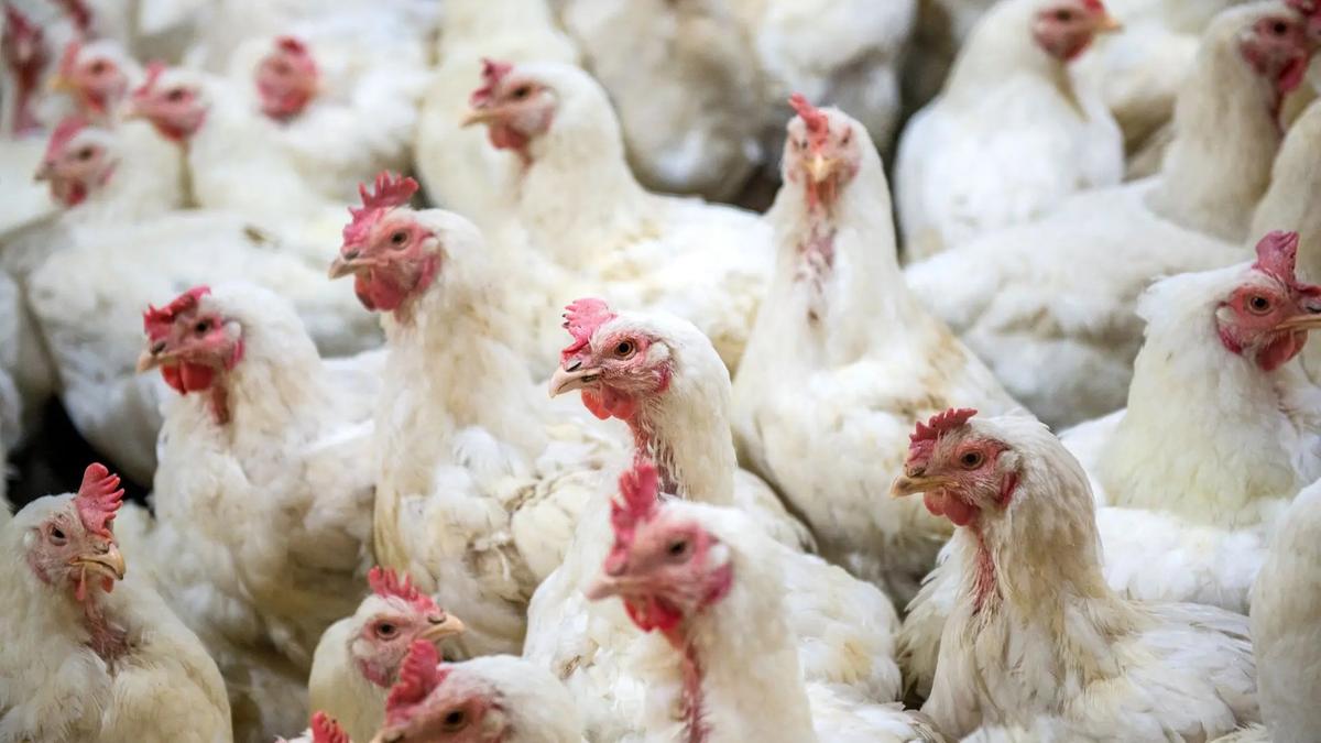 Unusual price hike: Kerala consumers face rising costs for chicken and eggs