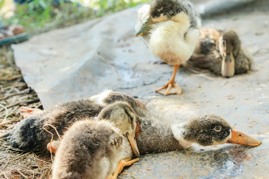 11 outbreaks, over 50,000 deaths in Kerala; Global body WOAH issues ...