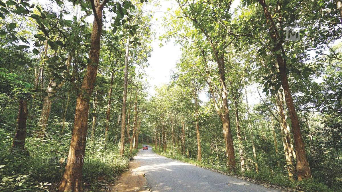 പട്ടയഭൂമിയിലെ രാജകീയ മരങ്ങളുടെ അവകാശം സർക്കാരിന്; ചട്ടഭേദഗതിക്ക് ...