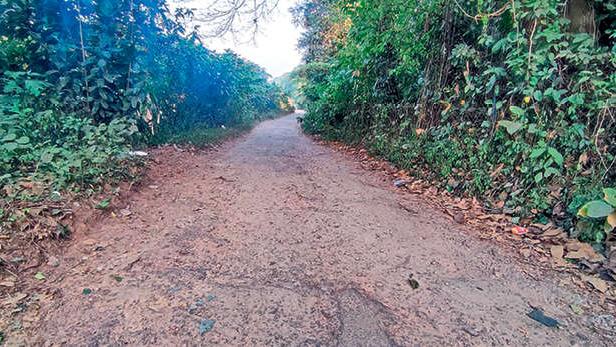 കനാൽ റോഡുകൾ കാടുമൂടുന്നു; വഴി നടക്കാനാകാതെ നാട്ടുകാർ