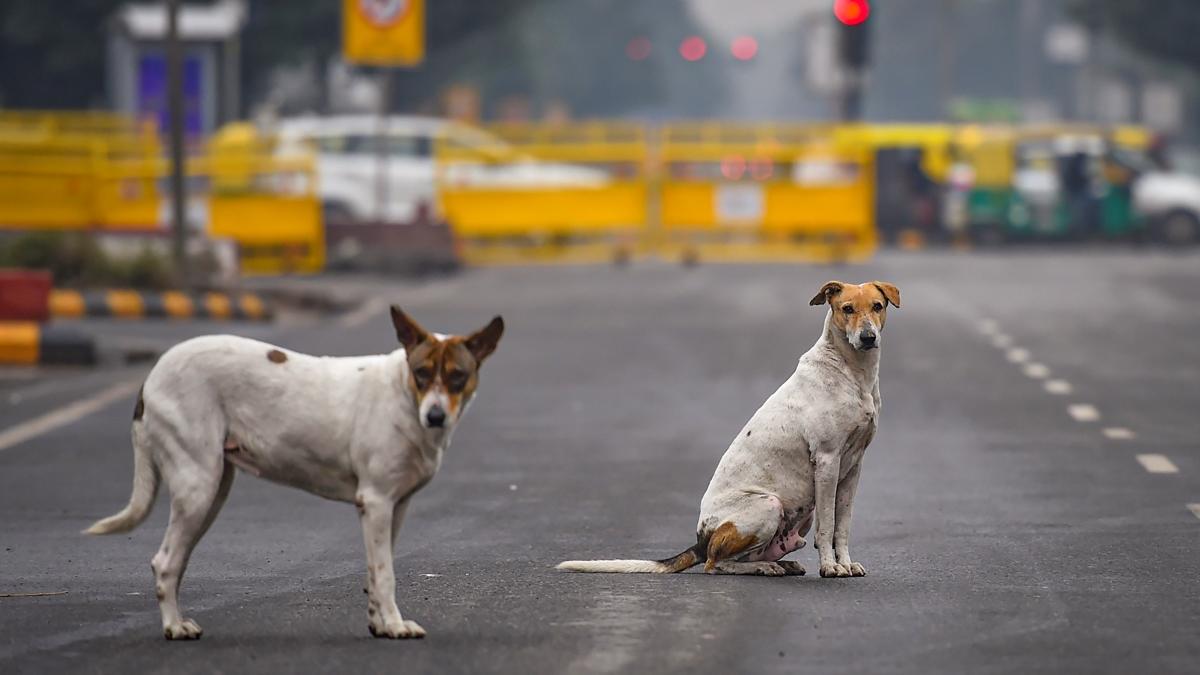 SC questions public feeding of stray dogs, seeks accountability