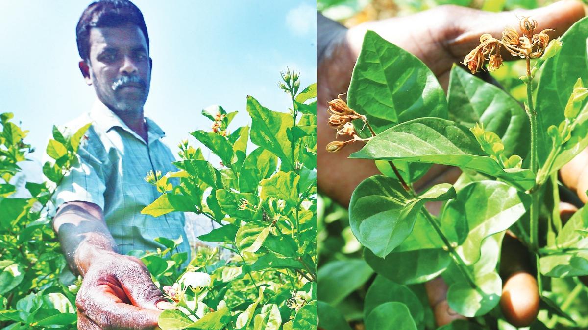 മുല്ലയ്ക്ക് റെക്കോഡ് വില; കിലോയ്ക്ക് 8000 വരെ, മഞ്ഞുവീഴ്ചയിൽ ഉത്പാദനം ...