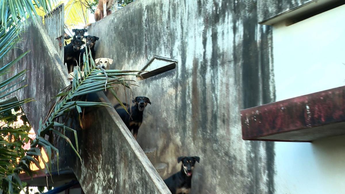 വീട്ടിൽ 50-ഓളം തെരുവുനായ്ക്കളുമായി പോലീസുകാരിയുടെ താമസം ...