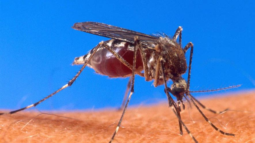 Japanese Encephalitis threat grows in Malappuram and Kozhikode districts
