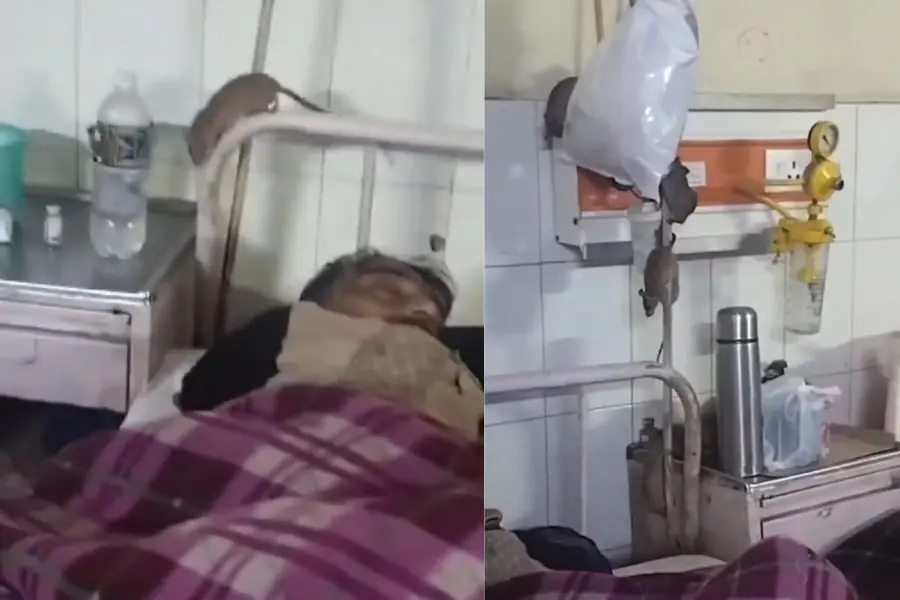 Rats seen near patients’ beds and equipment in UP hospital | WATCH ...
