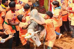 അളങ്കാനല്ലൂർ ജല്ലിക്കെട്ട്;1000 കാളകൾ, 600 വീരന്മാർ