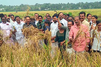 ഉമയനല്ലൂർ ഏലായിൽ വിളവെടുപ്പ് തുടങ്ങി ഏലായുടെ സമഗ്ര പുരോഗതിക്ക് ...