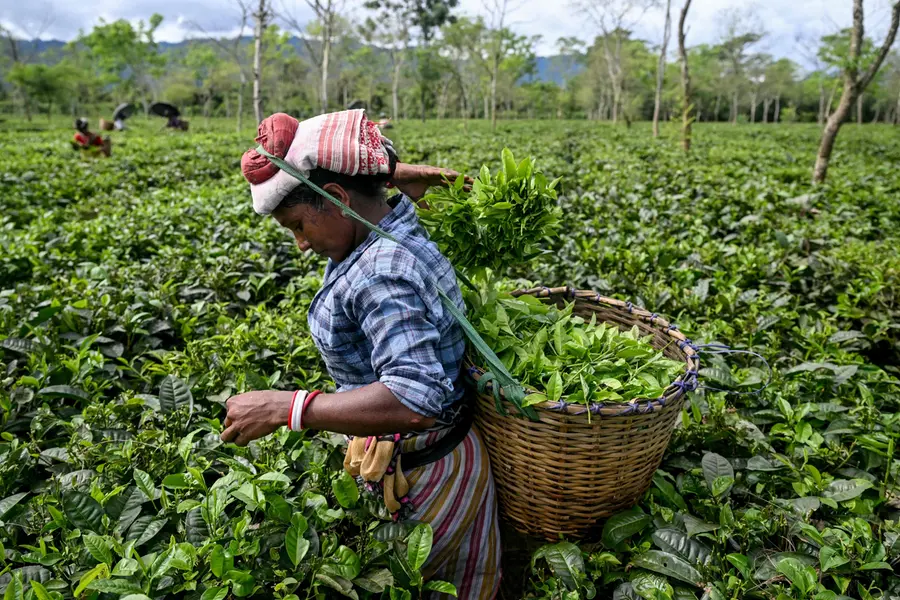 Kochi Tea auctions see sharp rise in prices