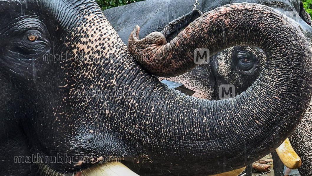 പുതിയ ഉത്സവങ്ങളിൽ ആന എഴുന്നള്ളത്തിന് വിലക്ക്; രജിസ്റ്റർചെയ്ത ഉത്സവങ്ങ ...