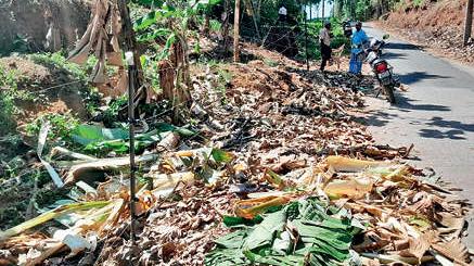 Failed solar fences fail to deter elephants in Kadassery and ...