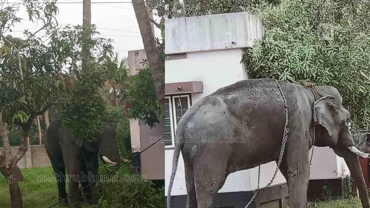 തൃപ്രയാറിൽ ഉത്സവത്തിനിടെ ആനയിടഞ്ഞു; വാഹനങ്ങളും മറ്റും തകർത്തു | Mathrubhumi