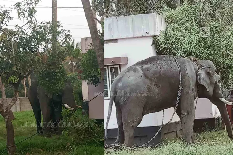 തൃപ്രയാറിൽ ഉത്സവത്തിനിടെ ആനയിടഞ്ഞു; വാഹനങ്ങളും മറ്റും തകർത്തു | Mathrubhumi
