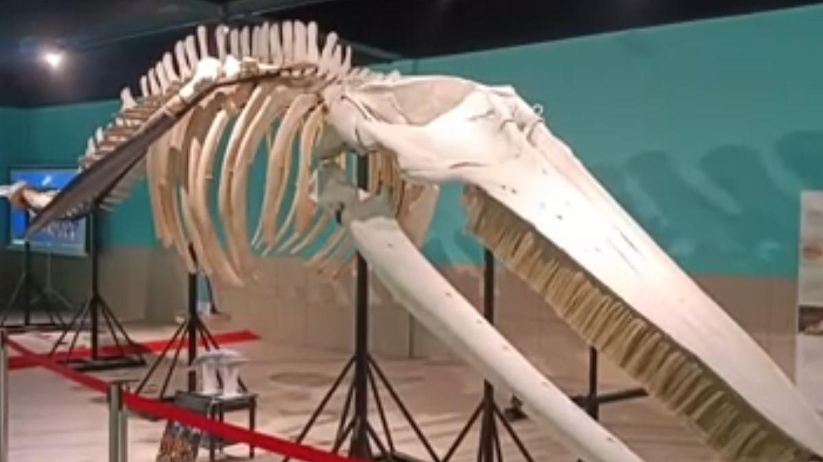 15-meter Bryde’s whale skeleton unveiled at CMFRI Kochi | Mathrubhumi ...