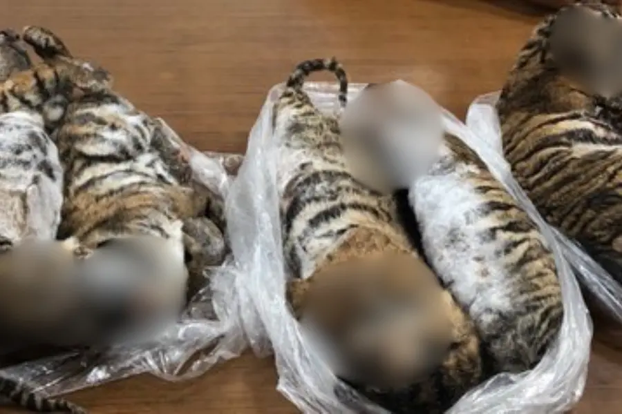 Tigers found in basement freezer, two arrested in Vietnam wildlife ...