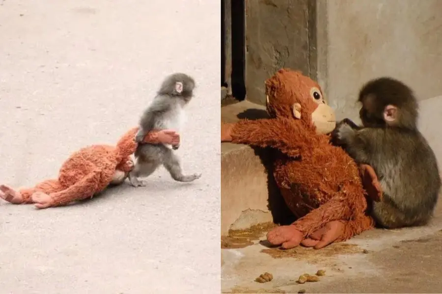 Who is Punch? The abandoned baby macaque seen hugging a stuffed toy ...