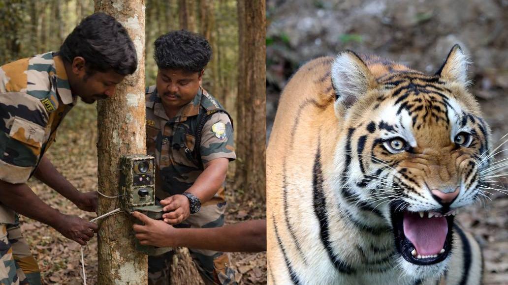 Tiger count under lens: 940 cameras track big cats in Periyar Reserve’s ...