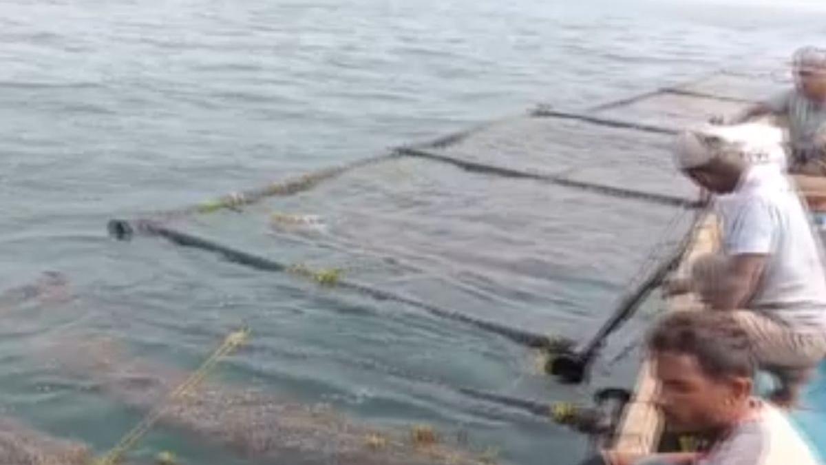 HDPE rafts developed in Visakhapatnam could revolutionise India’s ...