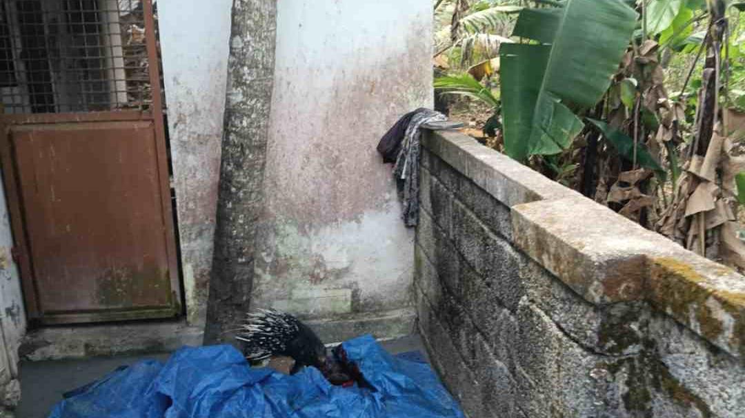 മുള്ളൻപന്നിയെ അടിച്ചു കൊല്ലുന്ന വീഡിയോ പുറത്ത്; വെള്ളനാട് ശശിക്കെതിരെ ...