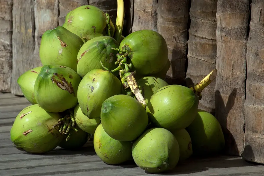 Coconut prices plunge sharply; crisis deepens for Kerala farmers ...