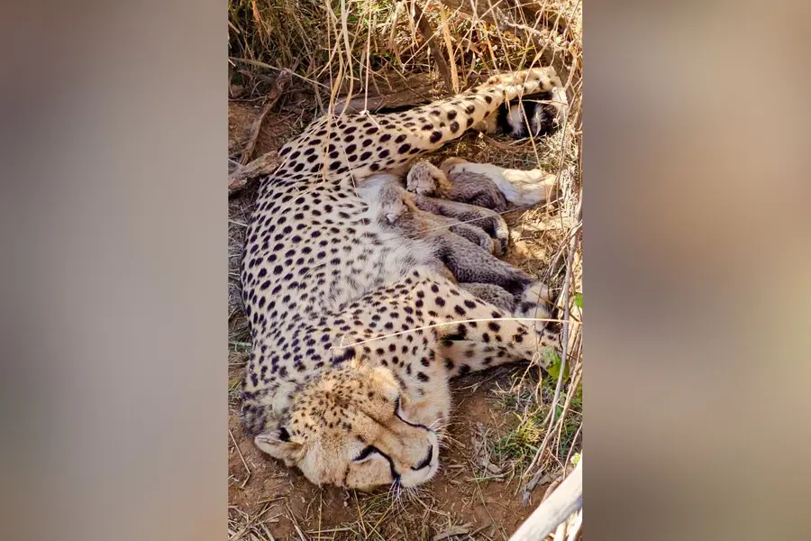 Namibian cheetah Jwala welcomes 5 cubs at Kuno National Park; India’s ...