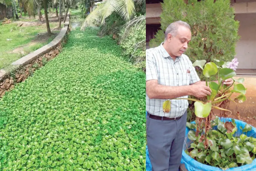 Global troublemaker to turn money generator; Botany institute in Kerala ...