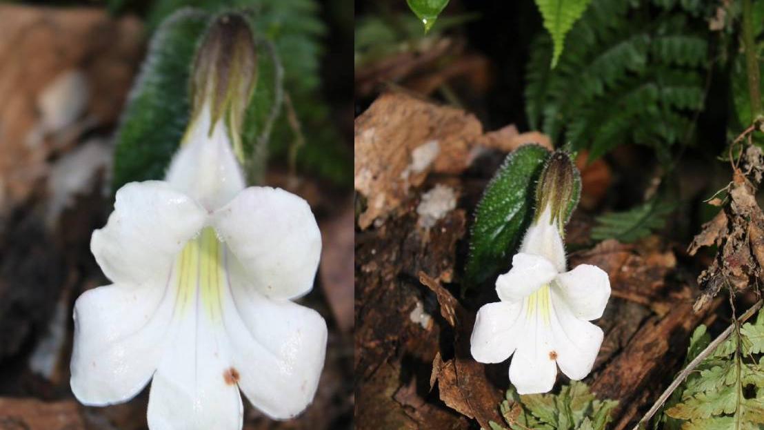 Rediscovery of Henckelia monophylla after 189 years. | Mathrubhumi