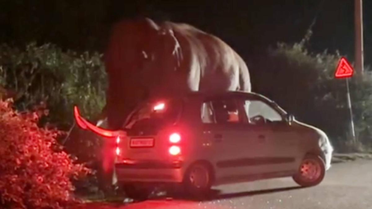 Wild tusker Padayappa attacked a tourist vehicle near Thalayar ...