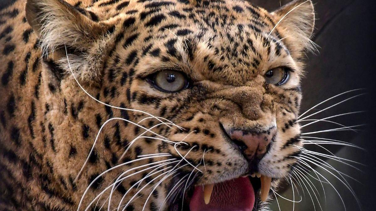 Maharashtra Government relocates 25 leopards to Anant Ambani’s Vantara ...