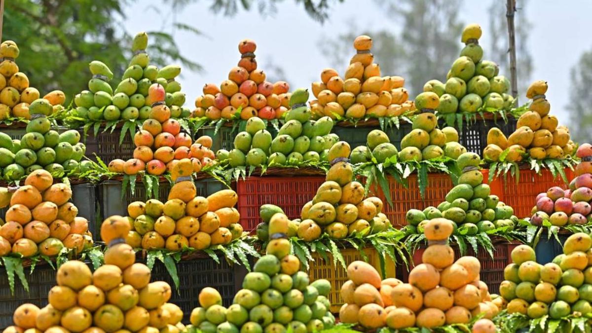 Temperature rise of 1 degree Celsius leads to an 11% drop in mango ...