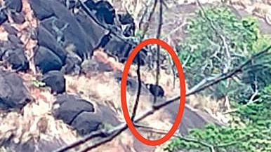 ദേശീയപാതയ്ക്കടുത്ത് കരടിയും കുഞ്ഞുങ്ങളും | Mathrubhumi