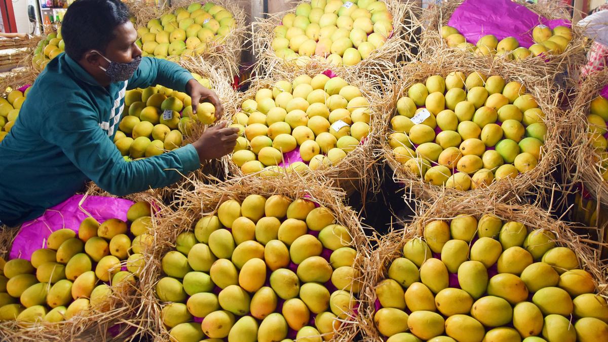 Karnataka Mango Farmers Face Export Crisis Amid Middle East Conflict ...